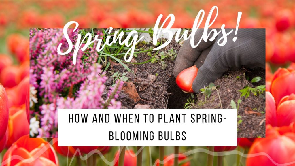 How and When to Plant Spring-Blooming Bulbs