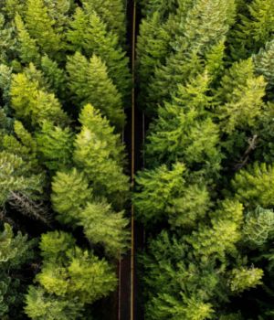 Best Trees to Plant in the Pacific Northwest