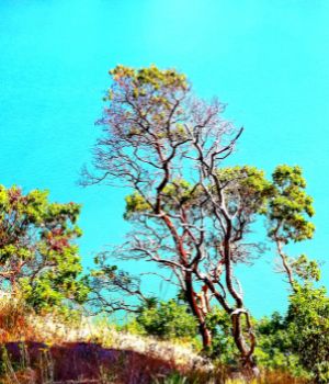 Best Trees to Plant in the Pacific Northwest