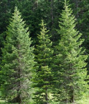 Best Trees to Plant in the Pacific Northwest